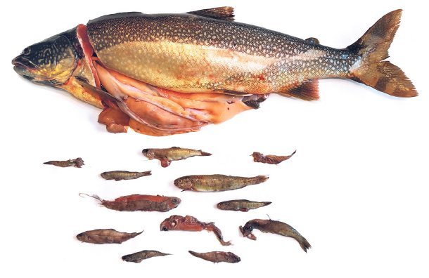 Forel zette Yellowstonemeer op de kop