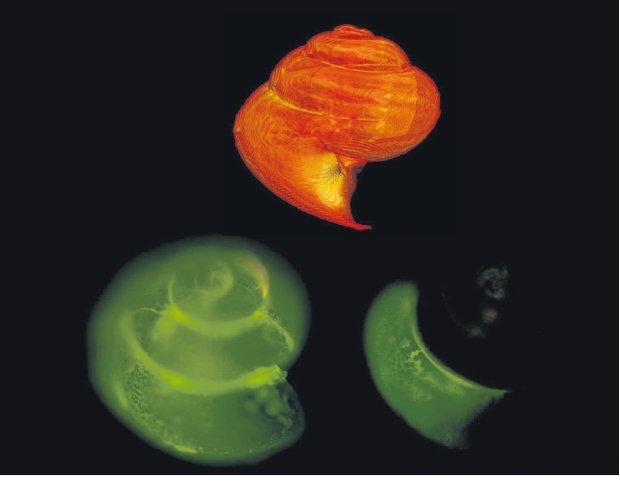 Schelpgroei zeevlinders